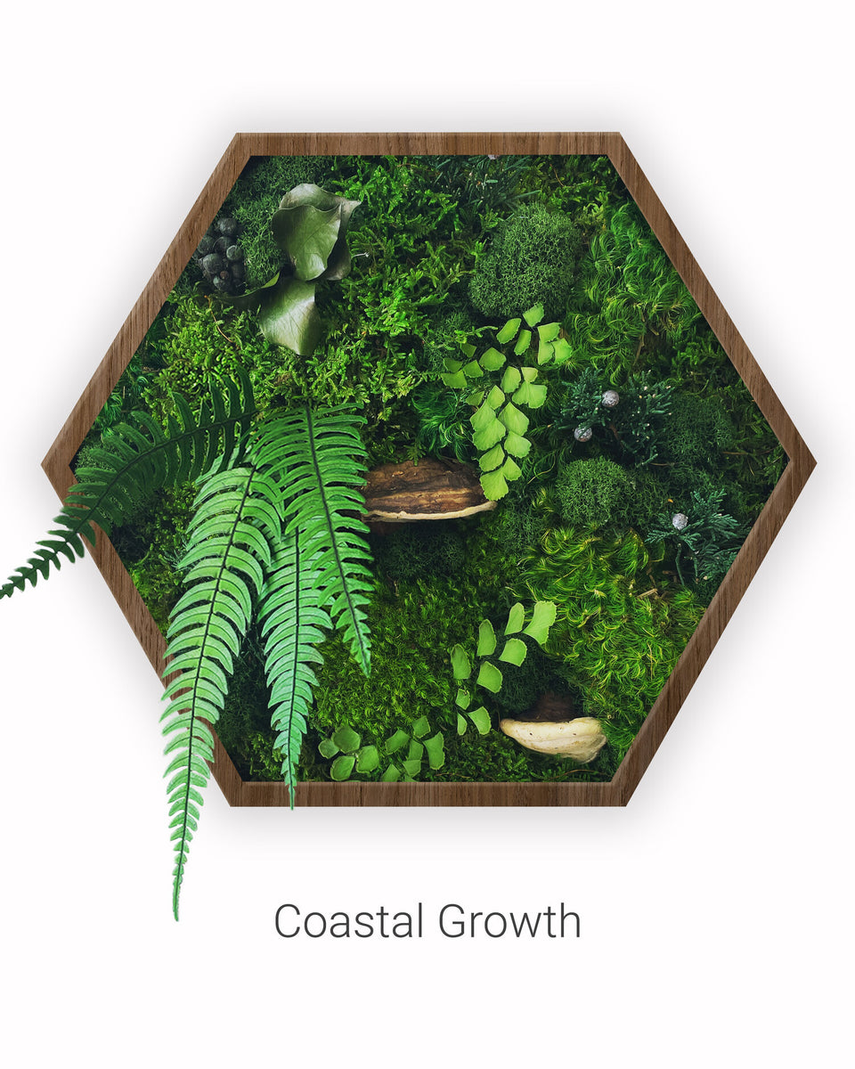 Preserved Forest Frames | The Den Ucluelet